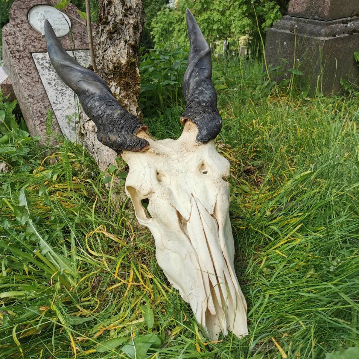 Eland, skalle med horn (Taurotragus oryx) - Naturens Mangfold AS